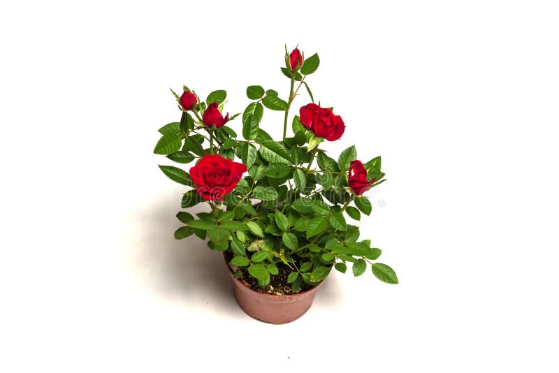 Red Roses in a Pot Isolated on White Background Stock Photo - Image of ...