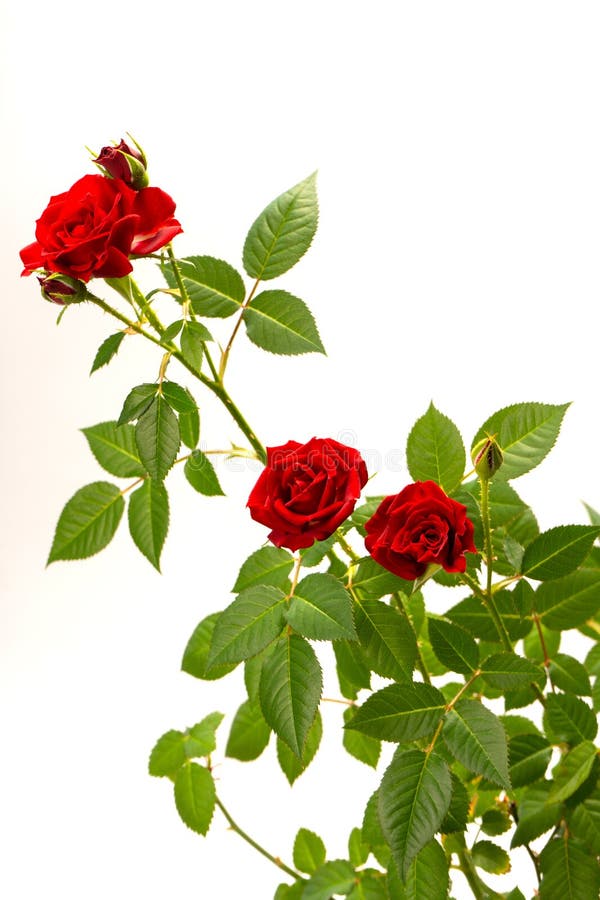 Red Roses in a Pot Isolated on a White Background Stock Image - Image ...