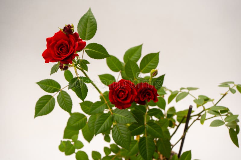 Red Roses in a Pot Isolated on a White Background Stock Image - Image ...