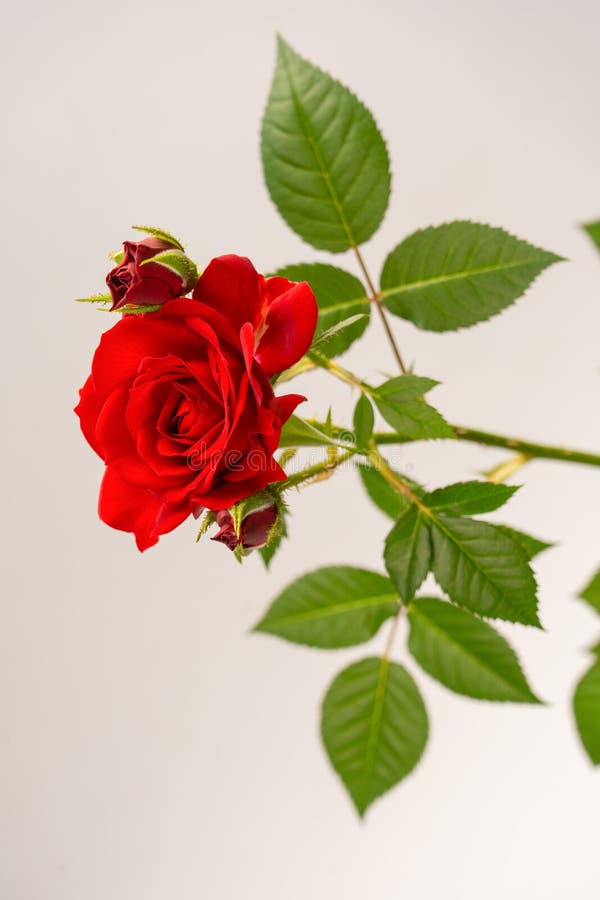Red Roses in a Pot Isolated on a White Background Stock Image - Image ...