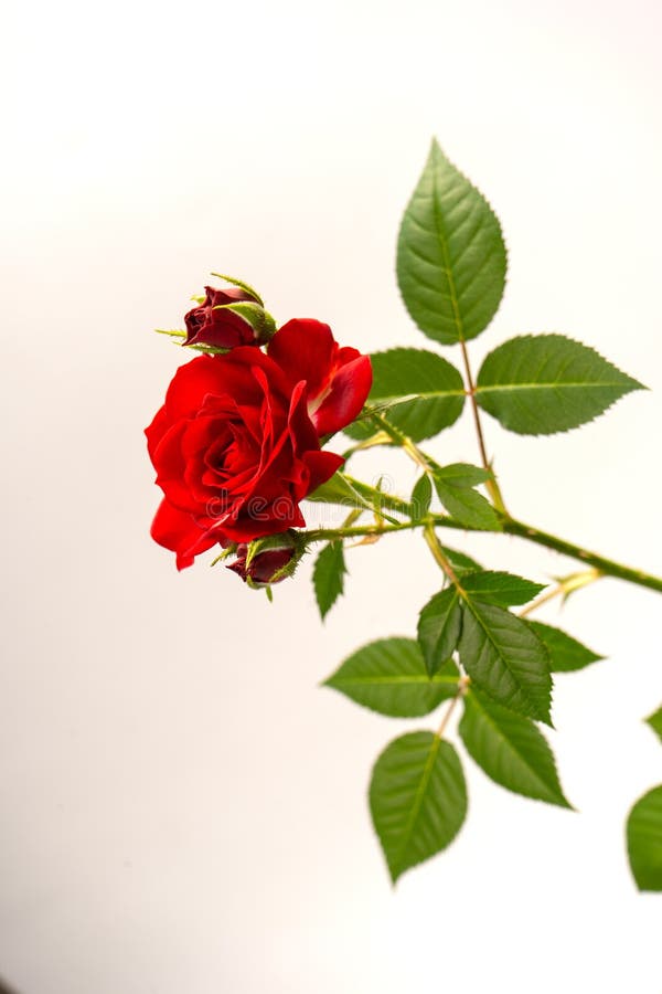 Red Roses in a Pot Isolated on a White Background Stock Photo - Image ...