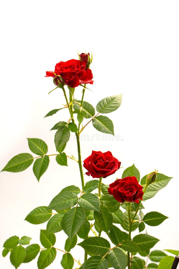 Red Roses in a Pot Isolated on a White Background Stock Photo - Image ...