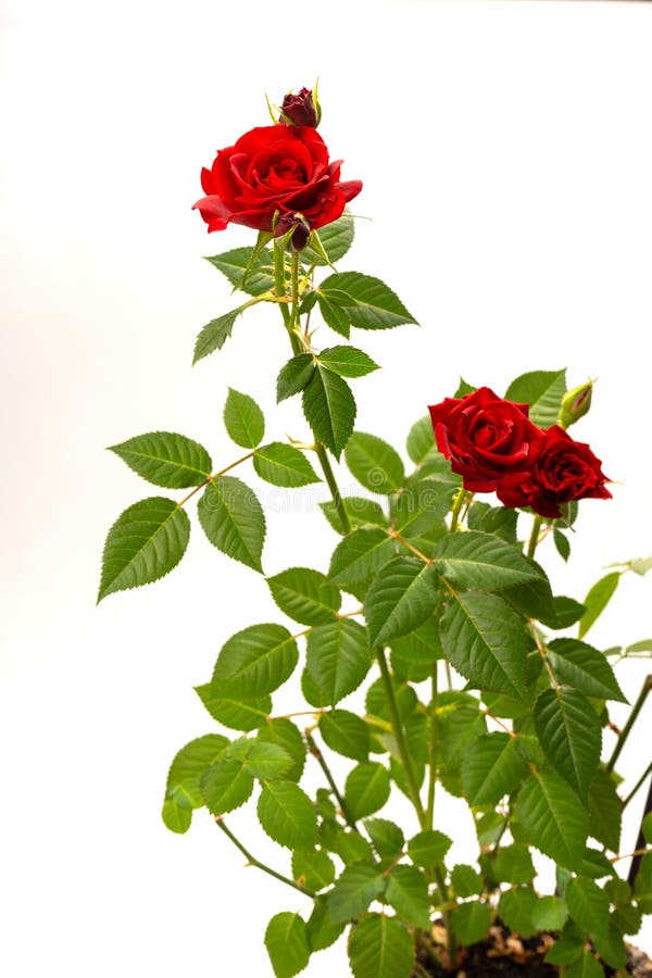 Red Roses in a Pot Isolated on a White Background Stock Photo - Image ...