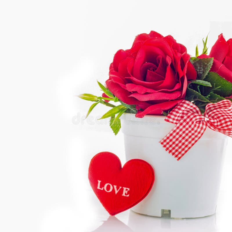 Red Roses in a Pot on the White Background Stock Image - Image of ...