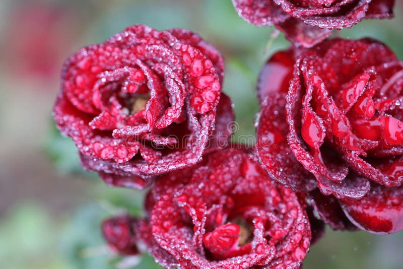 2,367 Red Garden Roses Rain Drops Stock Photos - Free & Royalty-Free ...