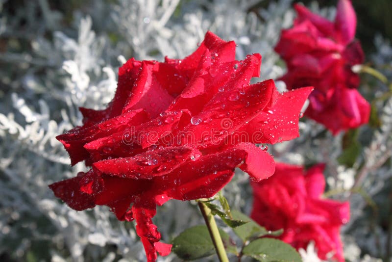 Red roses after the rain stock image. Image of beautiful - 153081071