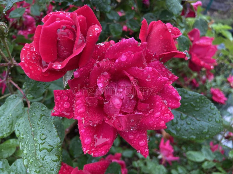 Roses after rain stock photo. Image of green, grass, freshness - 96442514