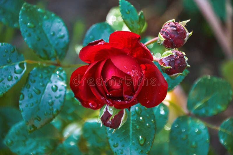 Red Roses with Raindrops in the Garden. Sunny Summer Day after Rain ...
