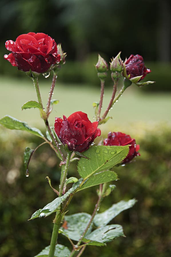 Red roses with raindrops stock photo. Image of love, isolated - 69747952