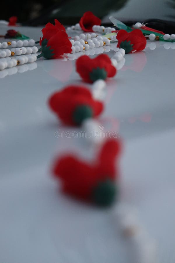 Red roses in a raw stock image. Image of orange, white - 196625043