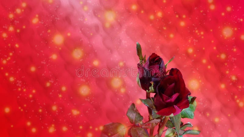 Red Roses on Red Background Stock Image - Image of rose, drink: 86143155