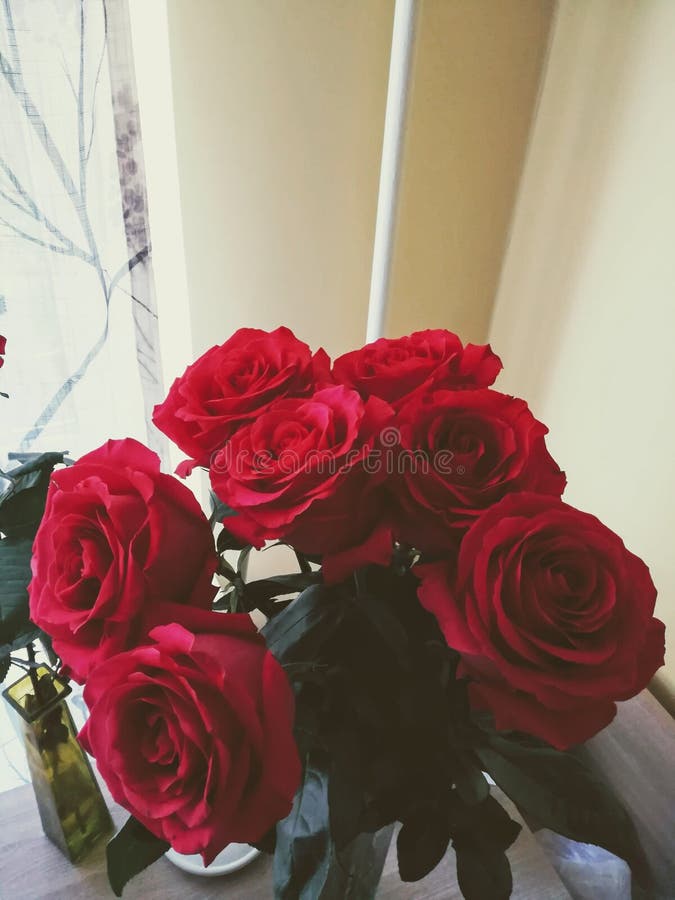 297 Seven Red Roses Stock Photos - Free & Royalty-Free Stock Photos ...