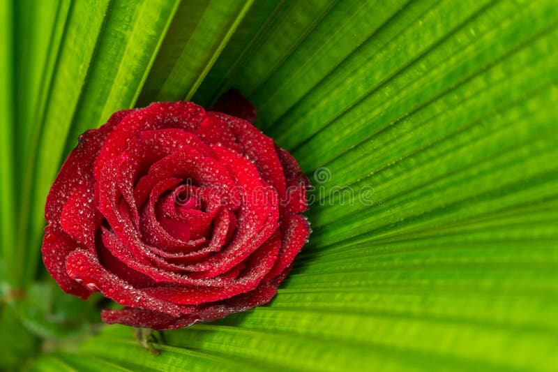 Roses Palm Leaf stock image. Image of design, palm, creations - 42783