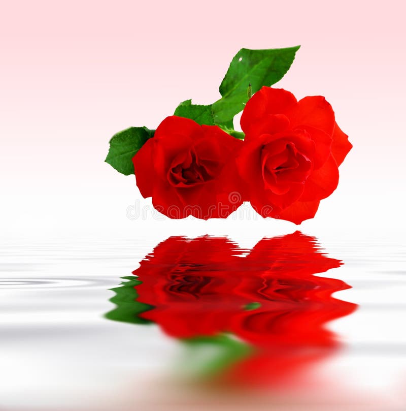 Red Roses Reflecting on Water Stock Photo - Image of rippled, ripples ...