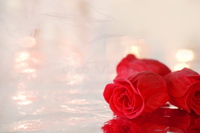 Red Roses with Reflection Under a White Wedding Veil Stock Image ...