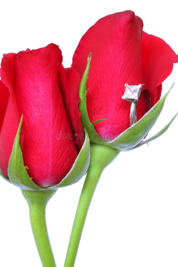 Red Roses and Ring stock image. Image of bloom, proposal - 399447