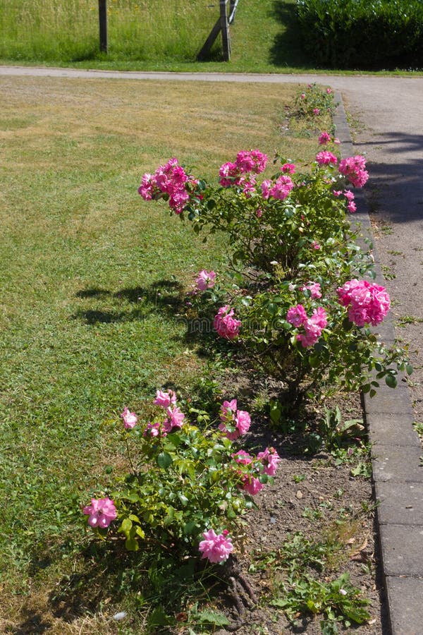 Red roses on the road stock photo. Image of beautiful - 95578788