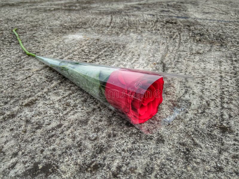 Red roses by the roadside stock photo. Image of roses - 264074196