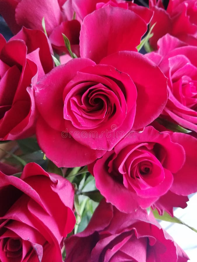 Red roses romance stock photo. Image of bouquet, flower - 200012560