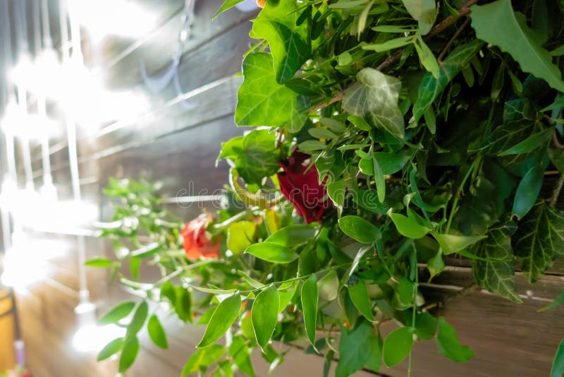 Red Roses in Room Decoration Stock Image - Image of holiday, bulbs ...