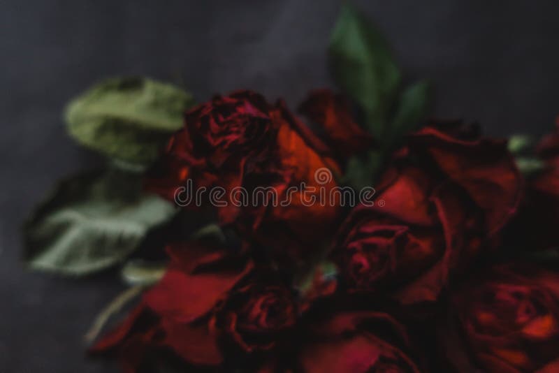 Red Roses Rosa As Floral Spring Summer Botanical Blurred Seamless ...
