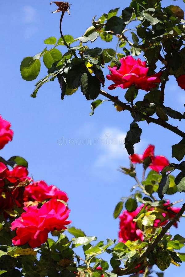 Red Roses stock image. Image of peace, garden, nature - 53915749