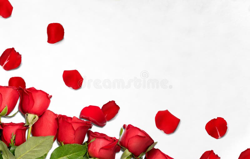 Red Roses and Rose Petals on the Floor Stock Image - Image of holiday ...