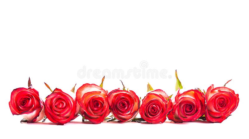 Red roses in a row stock photo. Image of roses, valentine - 36393002