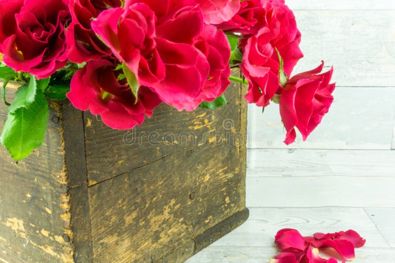 Red roses stock photo. Image of harmony, drop, roses - 92351300