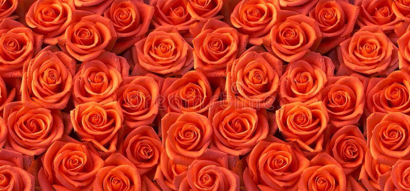 Horizontal Seamless Background Roses Stock Photos - Free & Royalty-Free ...