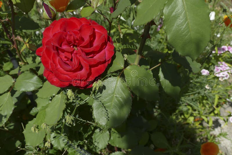Red Roses in a Seattle Home Garden Stock Image - Image of flower, rose ...