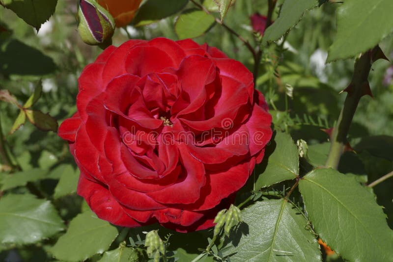 Red Roses in a Seattle Home Garden Stock Photo - Image of rose, nature ...