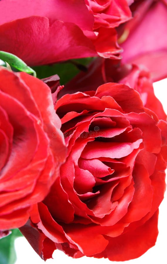 Red Roses. Selective Focus on the Rose Down Stock Photo - Image of ...