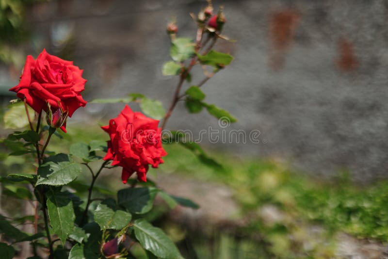 Red Roses on the Shape of a Green Fence Stock Image - Image of rose ...