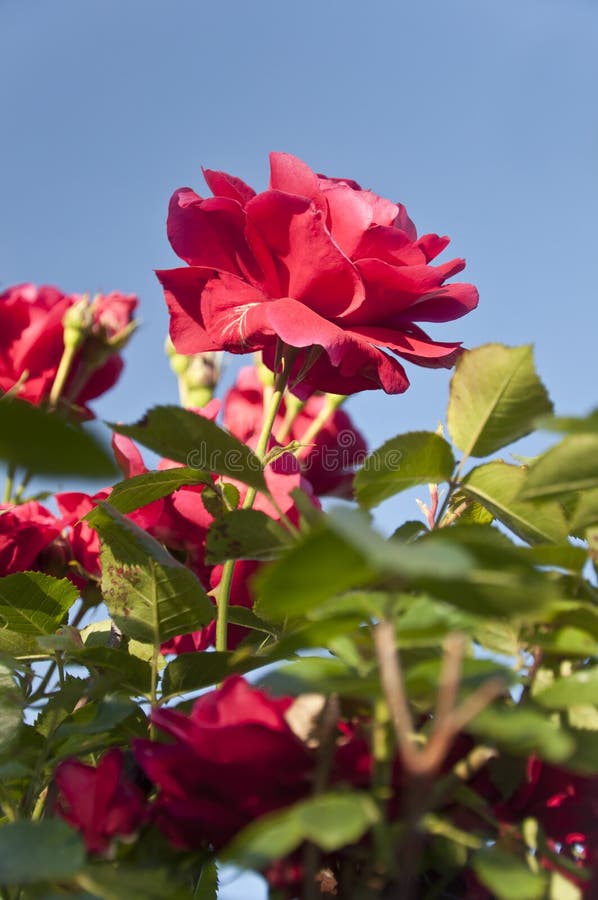 Red roses on a shrub stock photo. Image of rose, gardening - 41846290