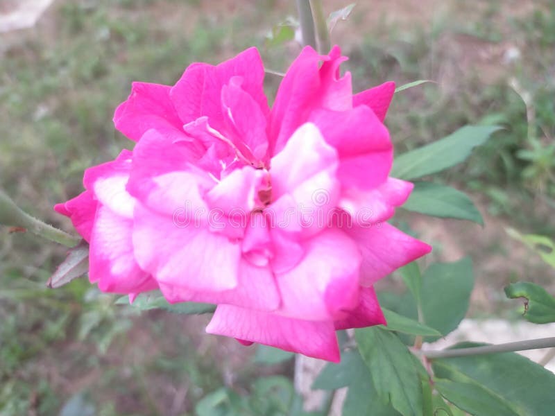 Red Roses on the Side of the Road Stock Photo - Image of roses, green ...