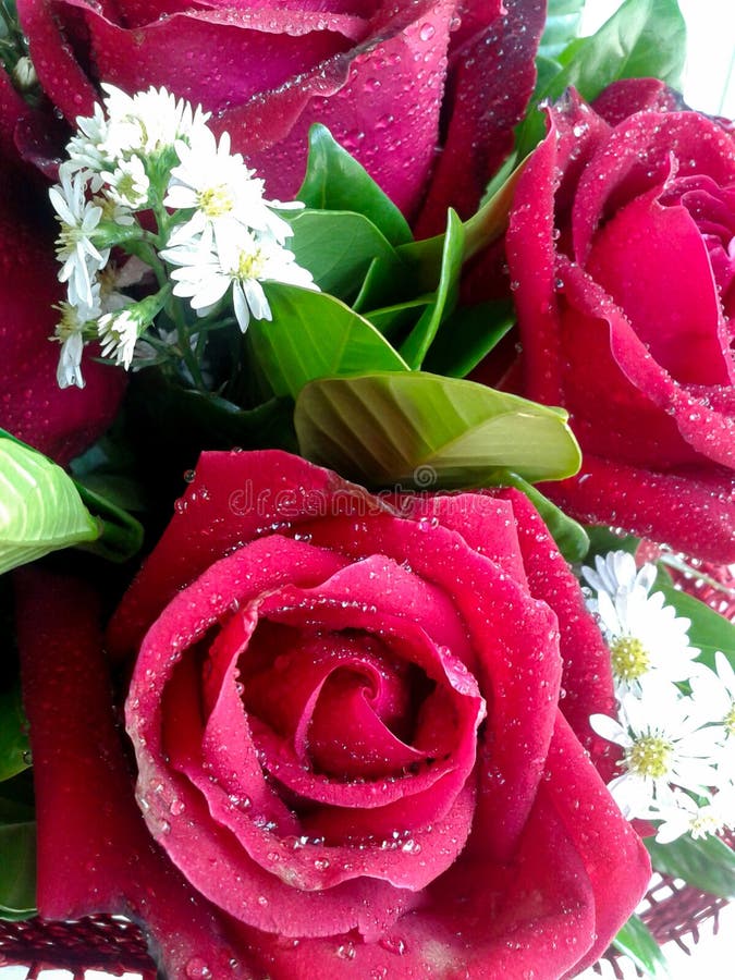 Red Roses and Small White Flowers Stock Photo - Image of celebration ...