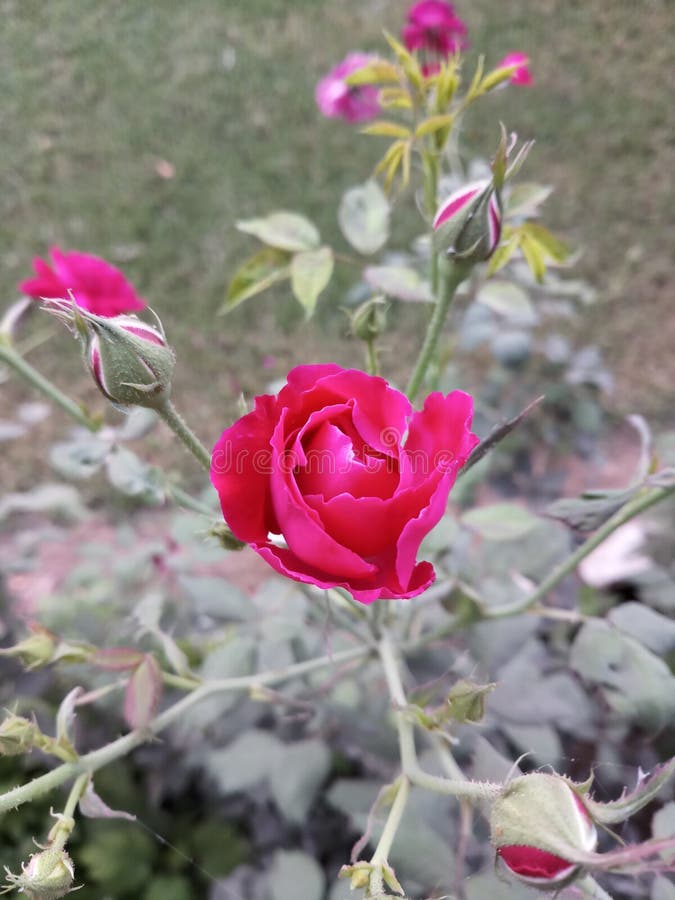 Red roses stock photo. Image of garden, grass, roses - 144085468