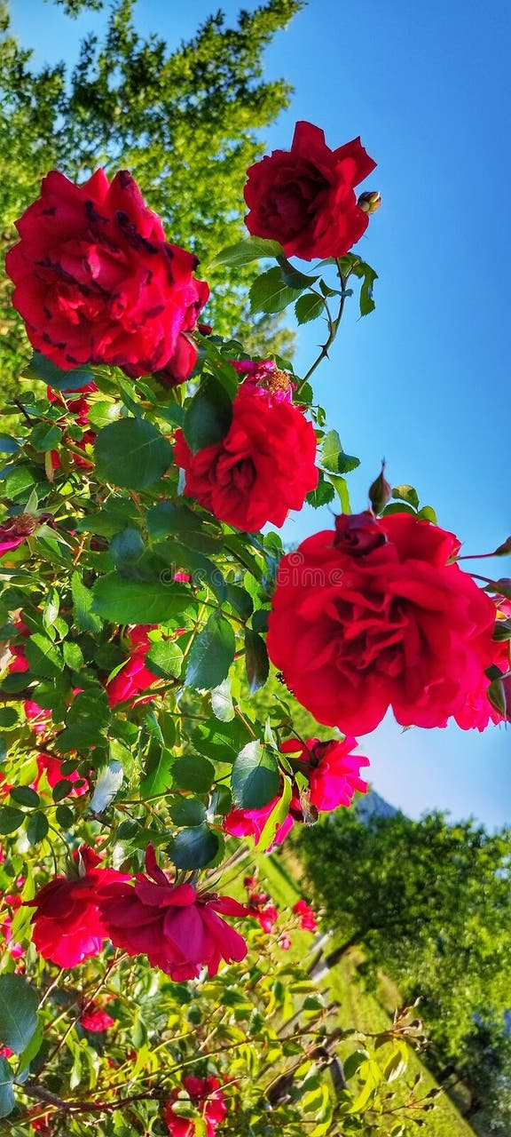 Red Roses Smiling in the Blue Sky Stock Photo - Image of smiling, roses ...