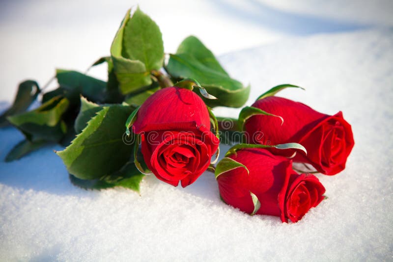 Red roses on snow. stock photo. Image of scarlet, petal - 24084928