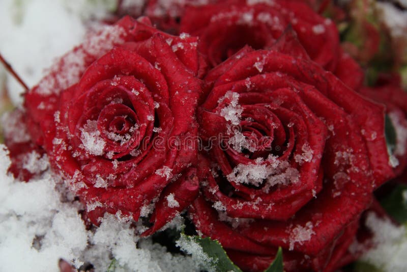 Red roses in the snow stock photo. Image of snowflakes - 84049888
