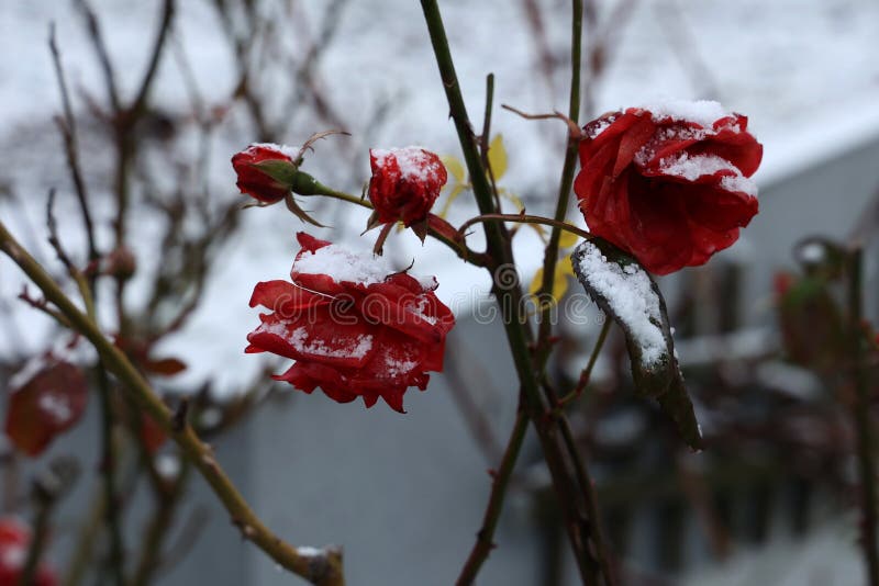 Red Roses in the Snow in the Frost Stock Photo - Image of bush, garden ...