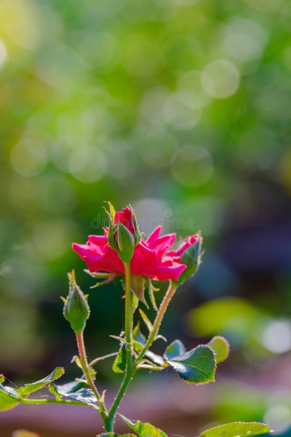 Red roses in soft light. stock photo. Image of bokeh - 84361182