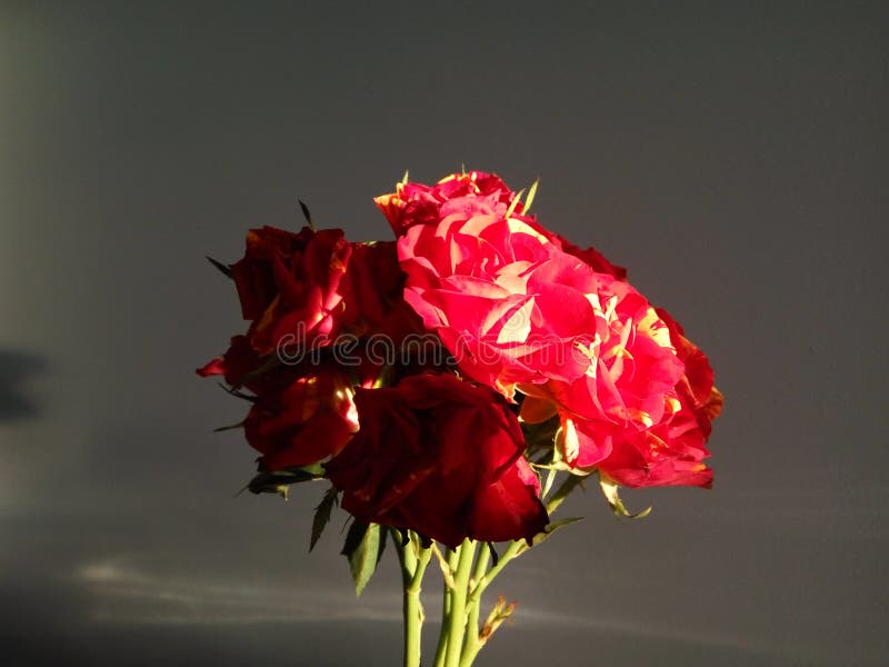 Roses and sunset stock photo. Image of roses, sunset - 110407606