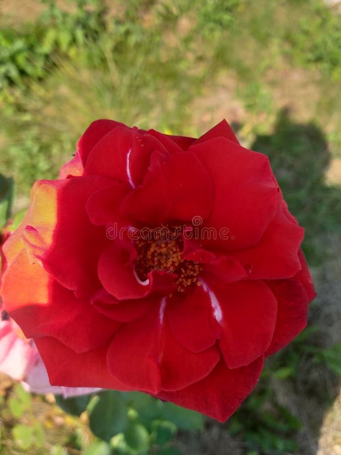 Red Roses, Speciale Flower ! Stock Photo - Image of rose, blossom ...