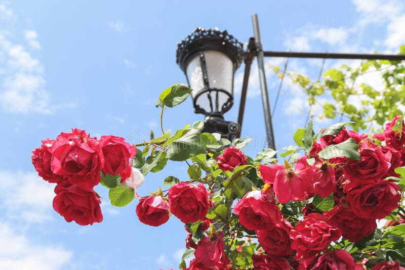 Red roses in spring stock photo. Image of horizontal - 217191326