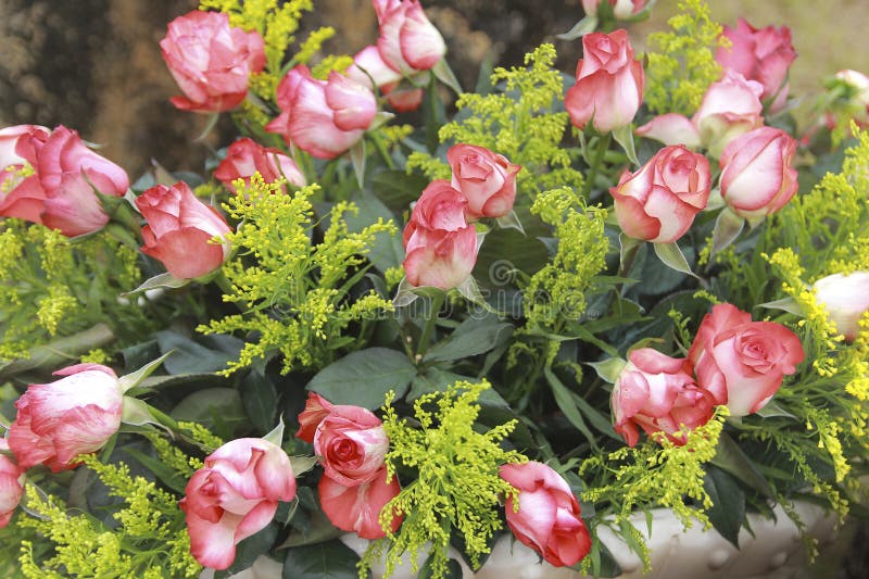 Red Roses Stand in a Shell Vase in the Park Stock Photo - Image of park ...
