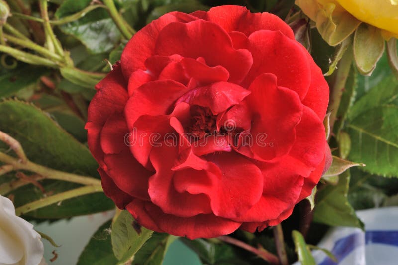 Red roses stock image. Image of summer, shot, roses - 139451499