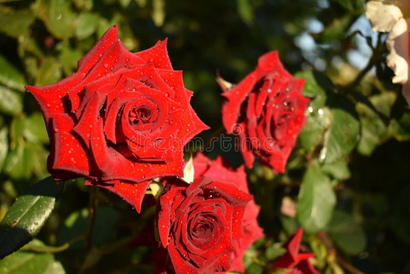 Red roses in the sun stock image. Image of blooming - 164558297