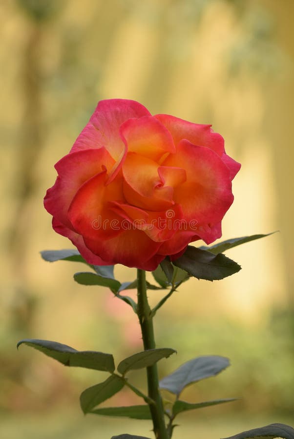 Red roses symbol of love stock photo. Image of symbol - 72093868